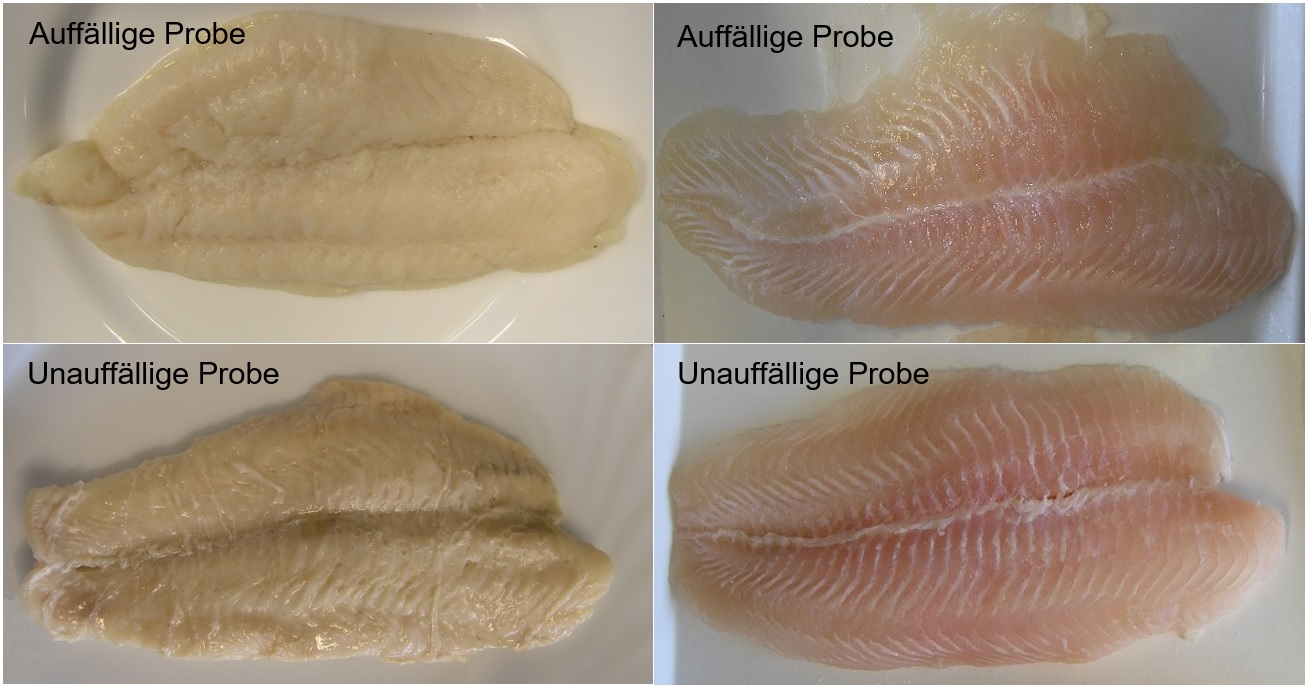 UA-BW | Wie das Wasser im Fisch b...